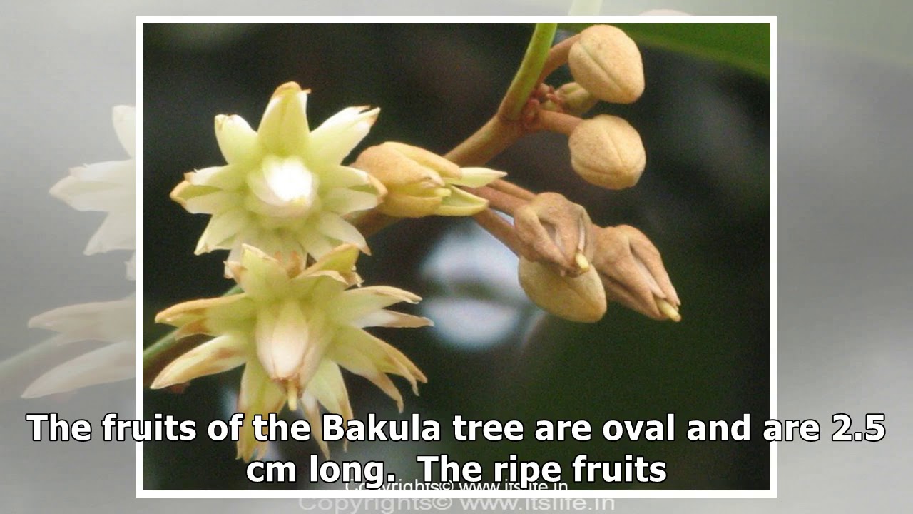 Bakula Tree - YouTube