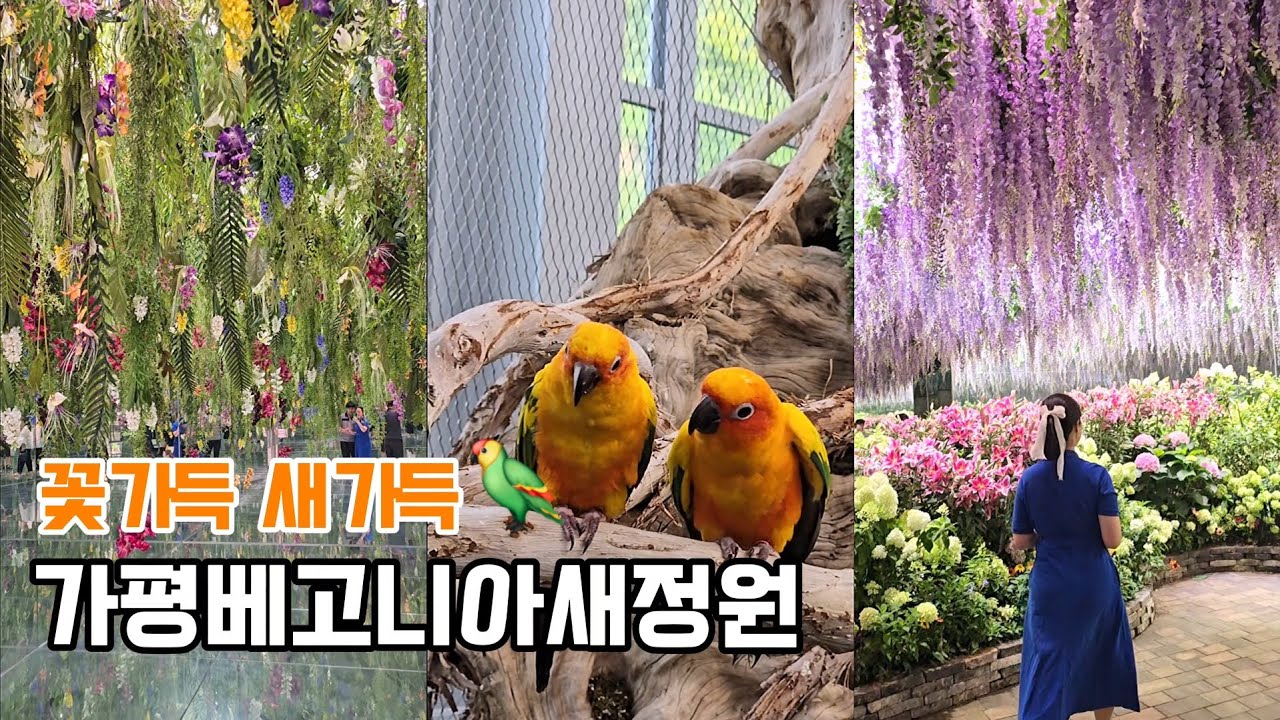 가평 떠오르는 핫플 가평베고니아새정원 🐦 꽃도 보고 새도 보고 👍 Gapyeong Begonia Bird park in ...