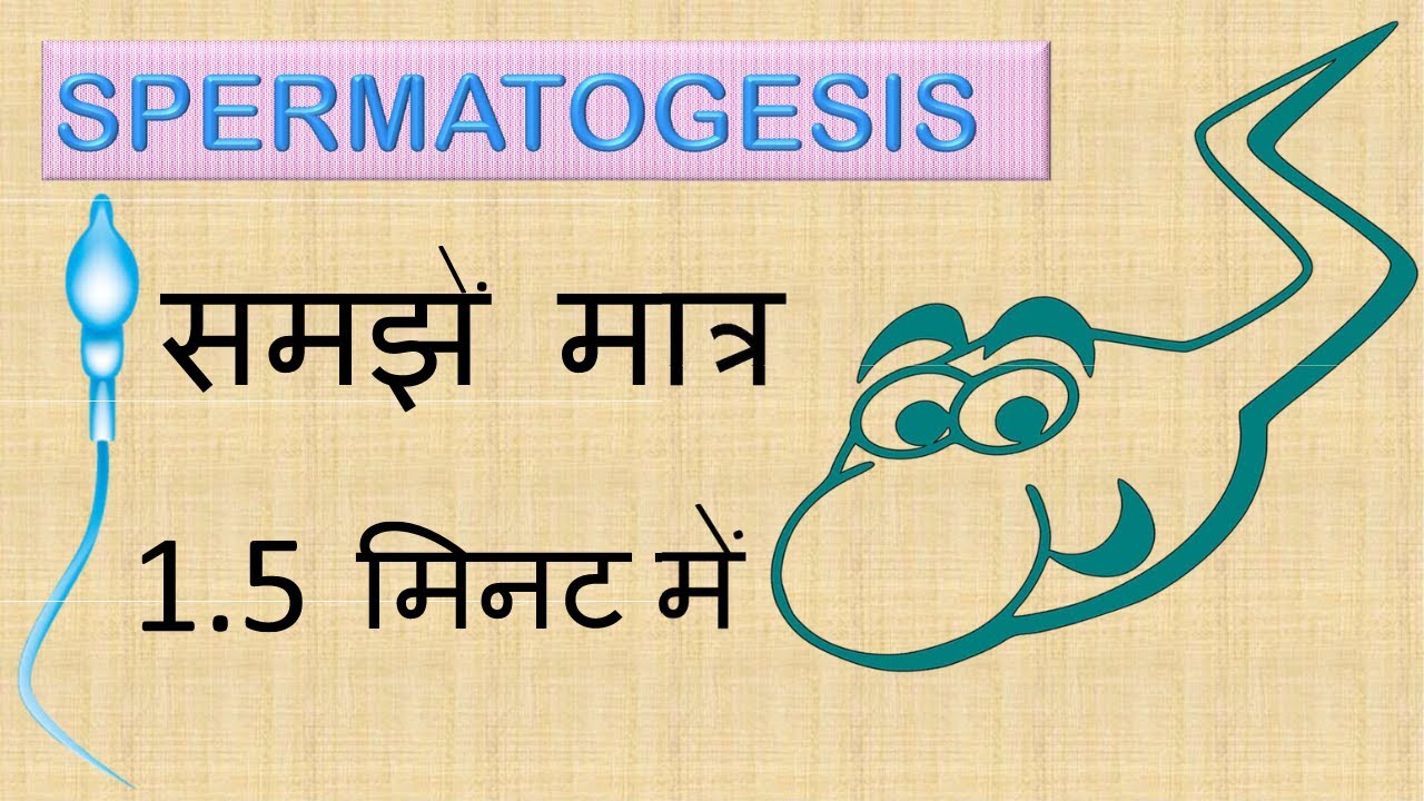 spermatogenesis | 12th biology | neet | animation | M2W4H - YouTube