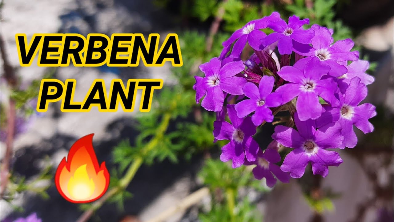 # VERBINA PLANT || HOW TO GROW AND CARE VERBENA PLANT - YouTube