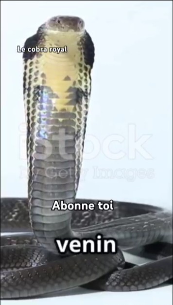 le cobra Royal/ le plus long serpent au monde 5 mètres de long et ...