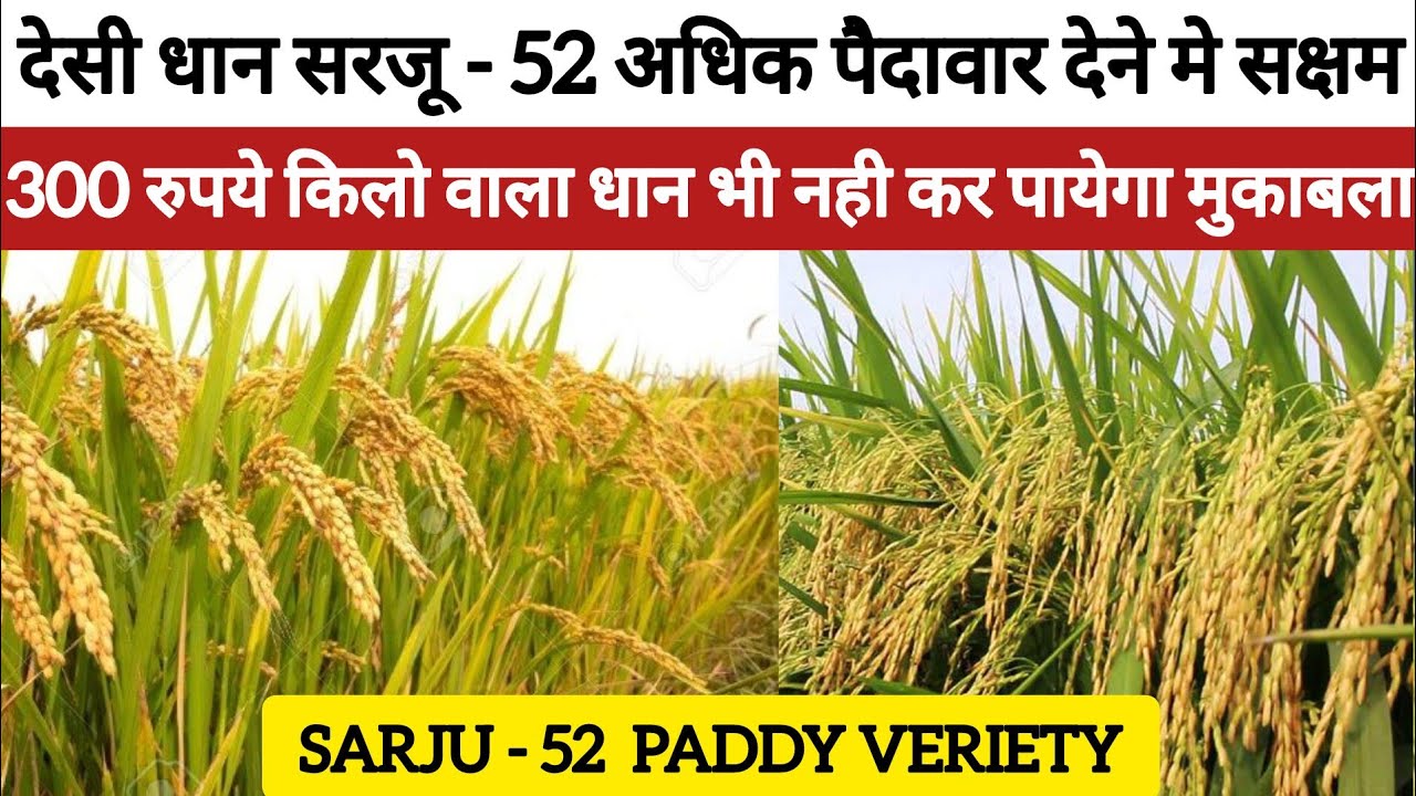 देसी धान सरजू 52 धान की अधिक पैदावार देने में सक्षम| चावल भी बढ़िया ...