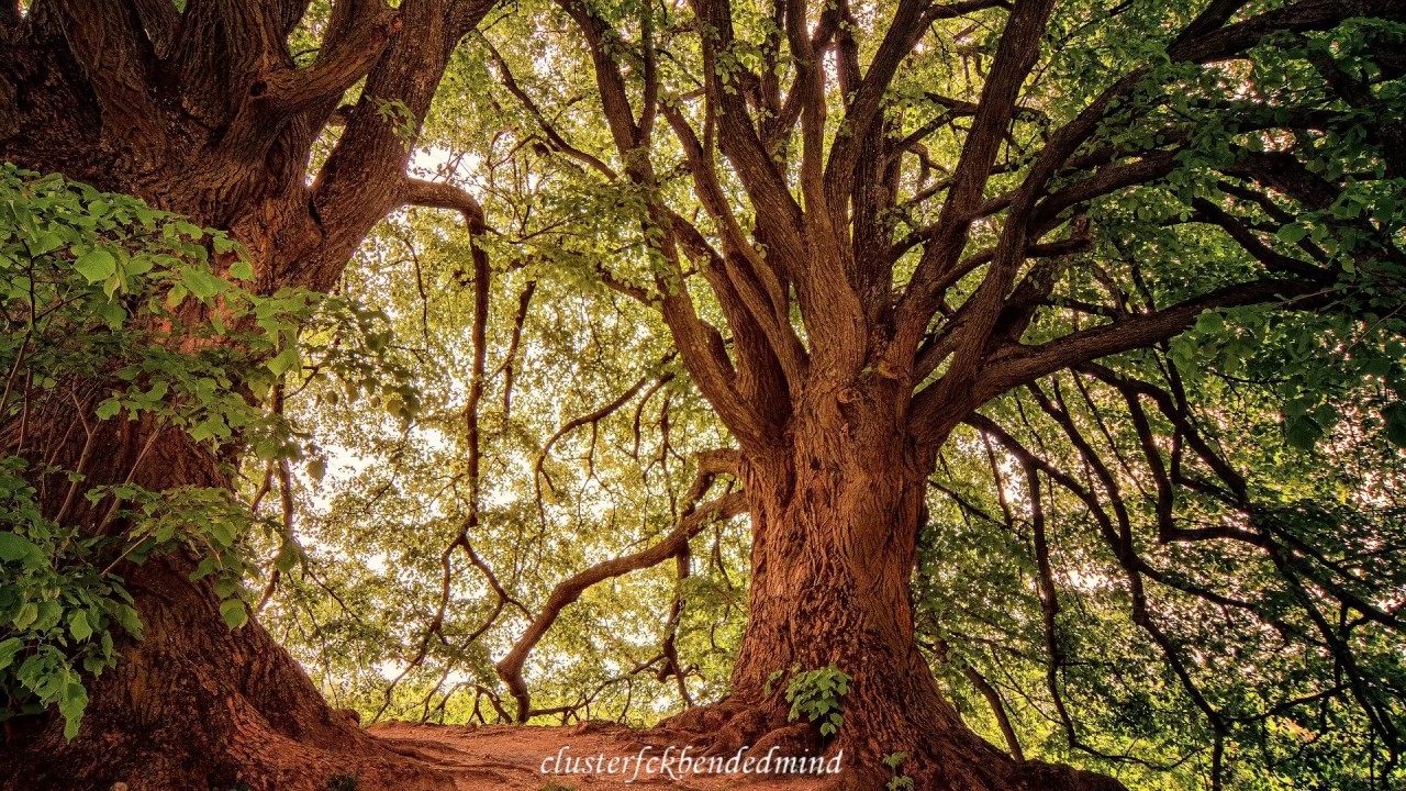 9 Dream Interpretations about Trees - YouTube
