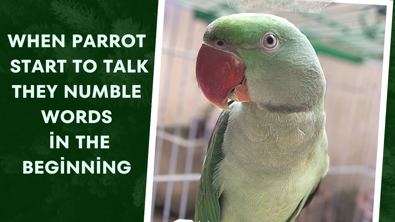 When Parrot Start To Talk they Numble Words in the beginning # ...