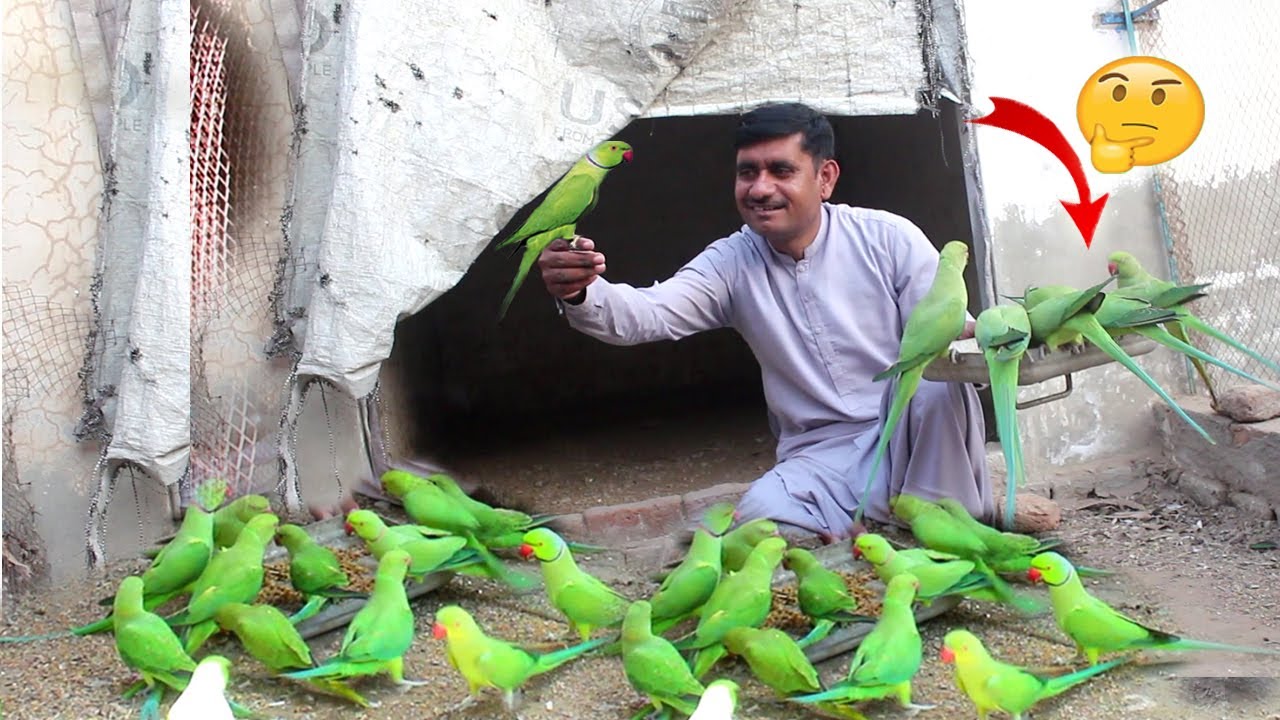 How to Breedings Feed indian Ringneck|Ringneck Parrots Best Softfood ...