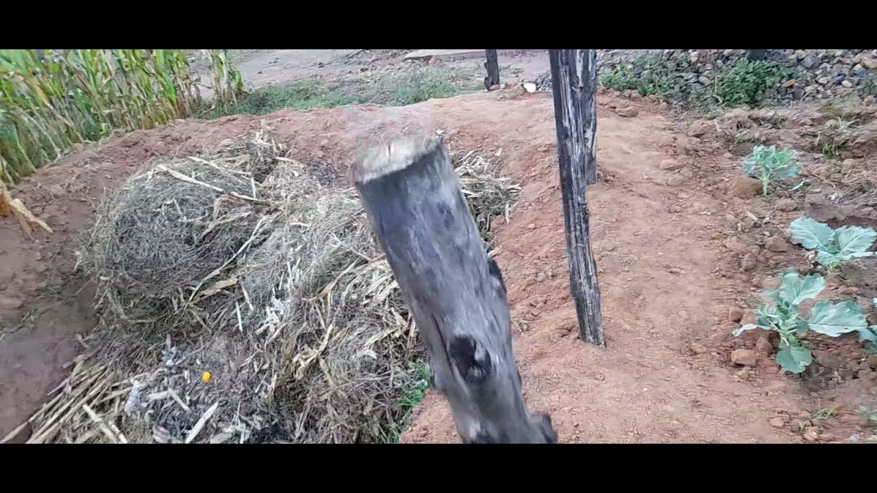 UPENDO FARM MUMIAS video (026)A quick tour of our farm, poultry ...