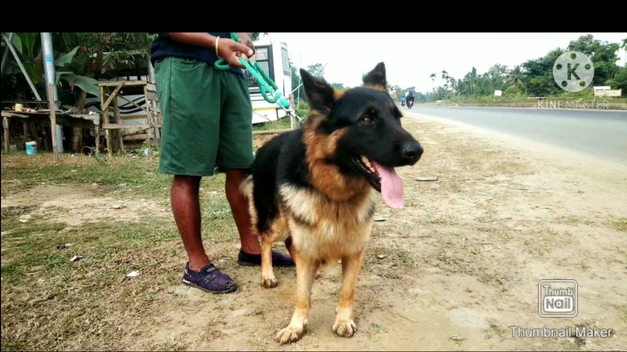 German Shepherd in India/German Shepherd in Assam/Working line GSD ...