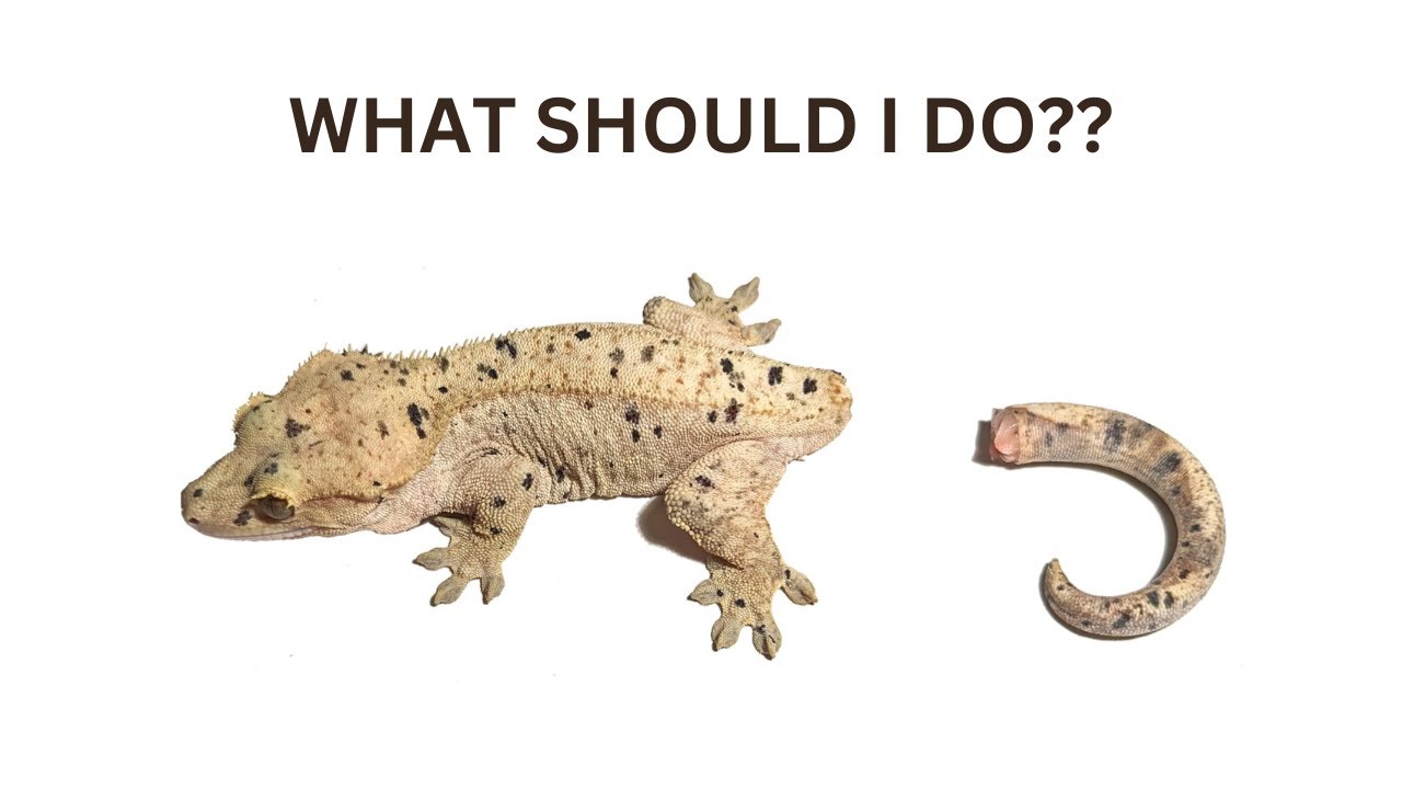 What to do when your gecko loses its tail. - YouTube