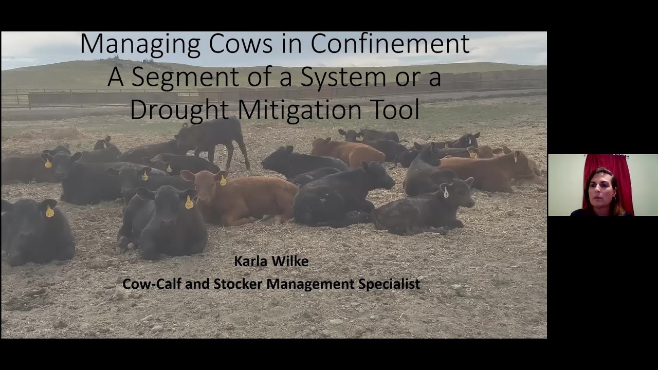 How to feed cows in drylot - YouTube