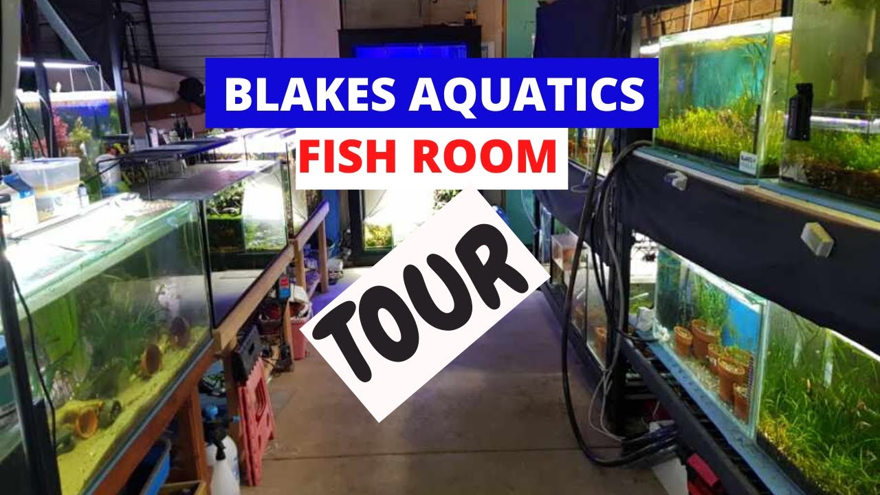 **INSANE** Touring Blake's Aquatics FISH ROOM (so many beautiful fish ...