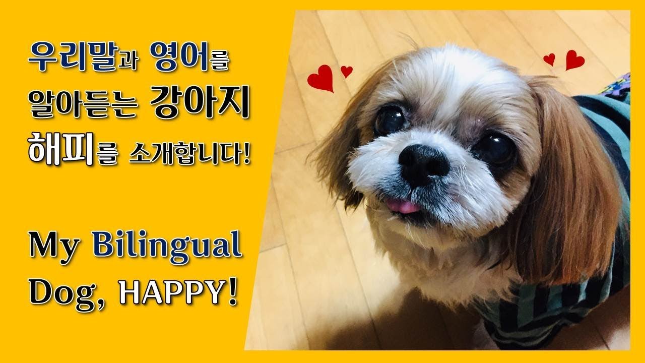 [쉬는시간] 이중언어 강아지 해피! My Bilingual Dog, HAPPY! - YouTube