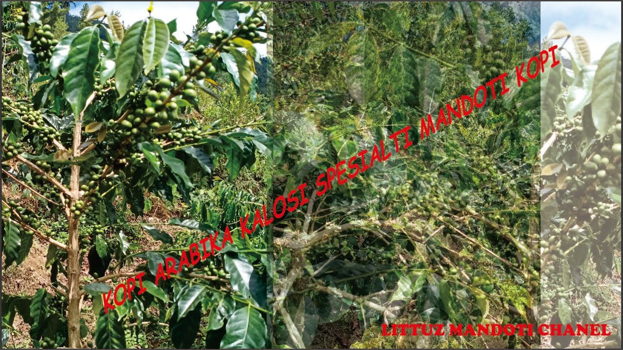 KOPI ARABIKA KALOSI SPESIALTI MANDOTI KOPI - YouTube