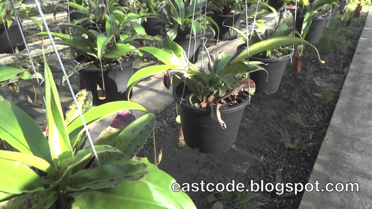 Carnivorous plant Pitcher plant Farm Thailand - YouTube