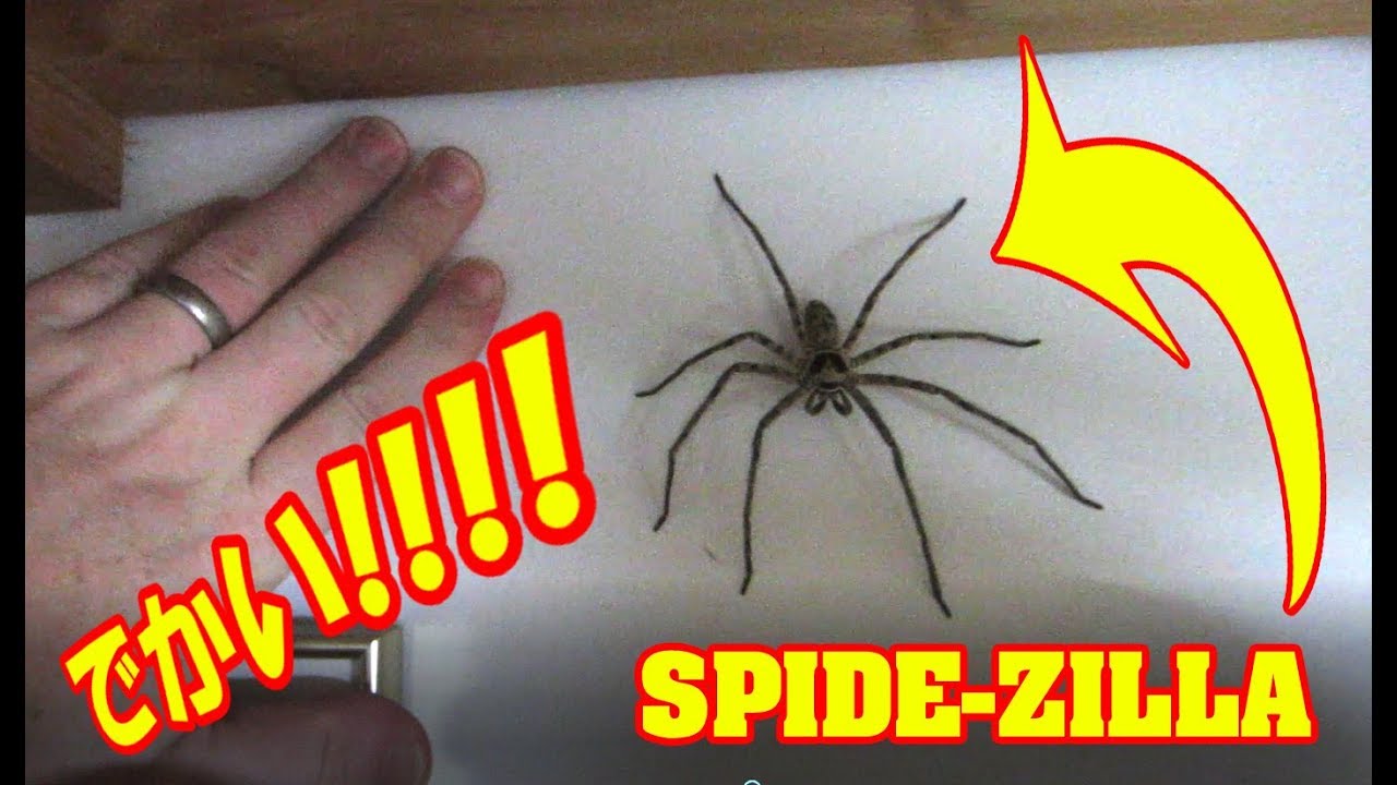 SPIDE-ZILLA THE RETURN - ONE BIG Spider in my house (Kyushu, Japan ...