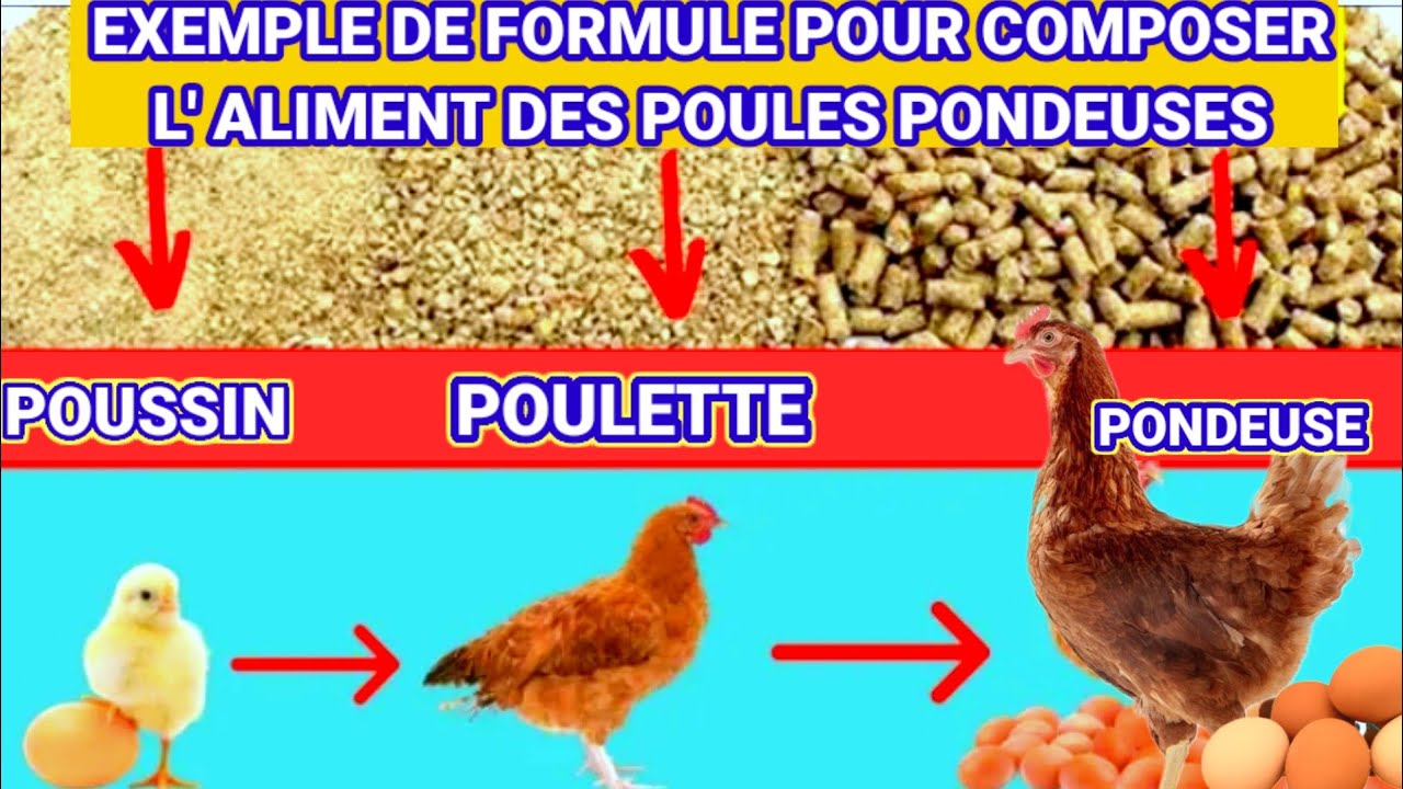 EXEMPLE DE 04 FORMULES D'ALIMENTATION POUR COMPOSER SON ALIMENT DE ...