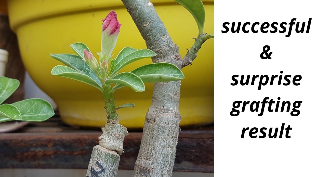 SUCCESSFUL & SURPRISED grafting result in ADENIUM plant. - YouTube