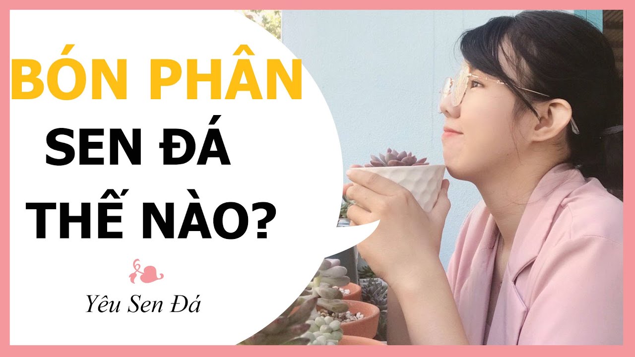 Bón phân sen đá như thế nào? - YouTube