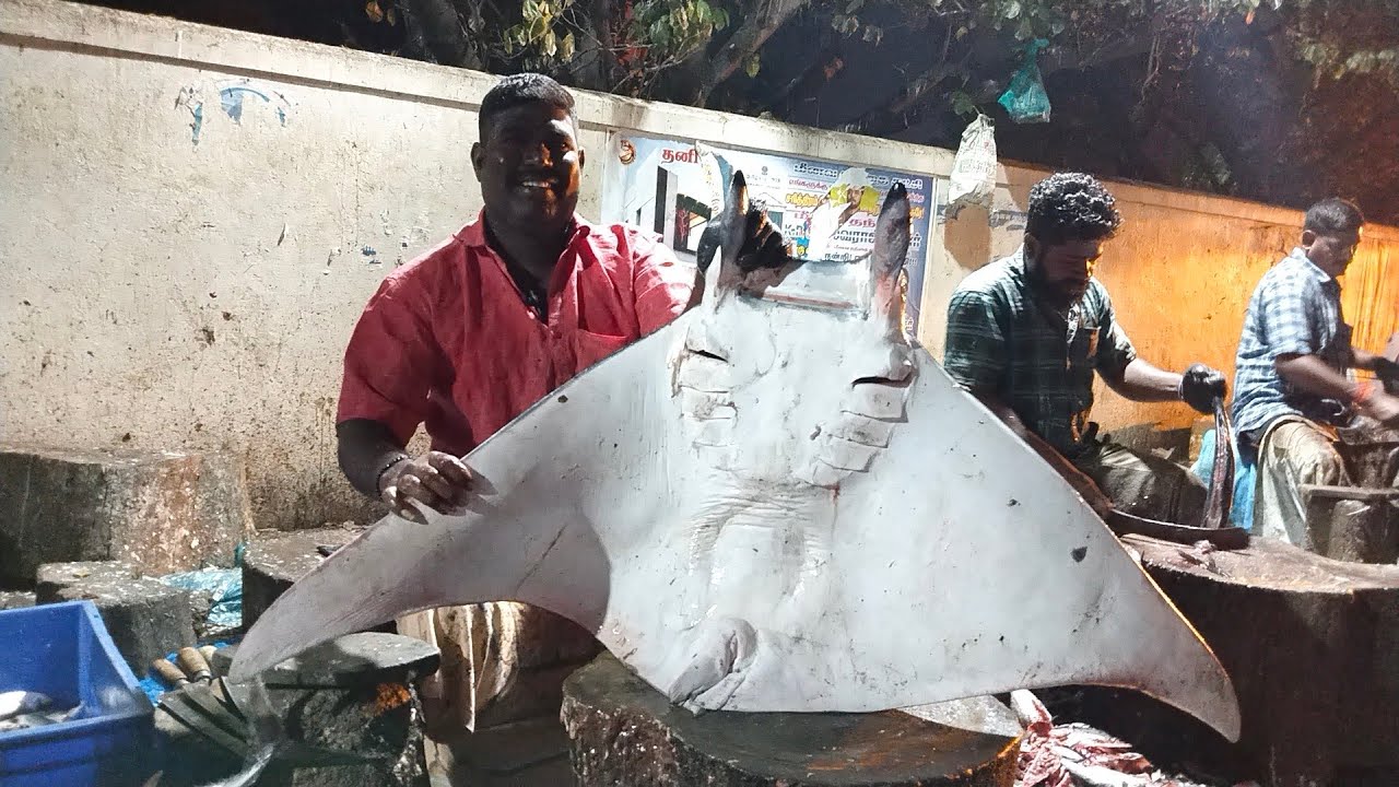 komban thirukkai fish cutting video fishcuttingrs #fishcuttingrs #fish ...