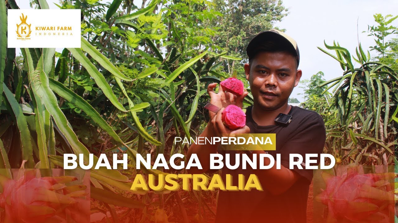 MENIKMATI BUAH NAGA BUNDI RED DARI AUSTRALIA || PANEN BUAH NAGA MERAH ...