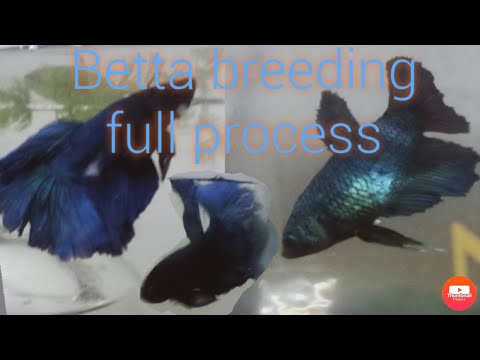 Betta fish breeding process - YouTube