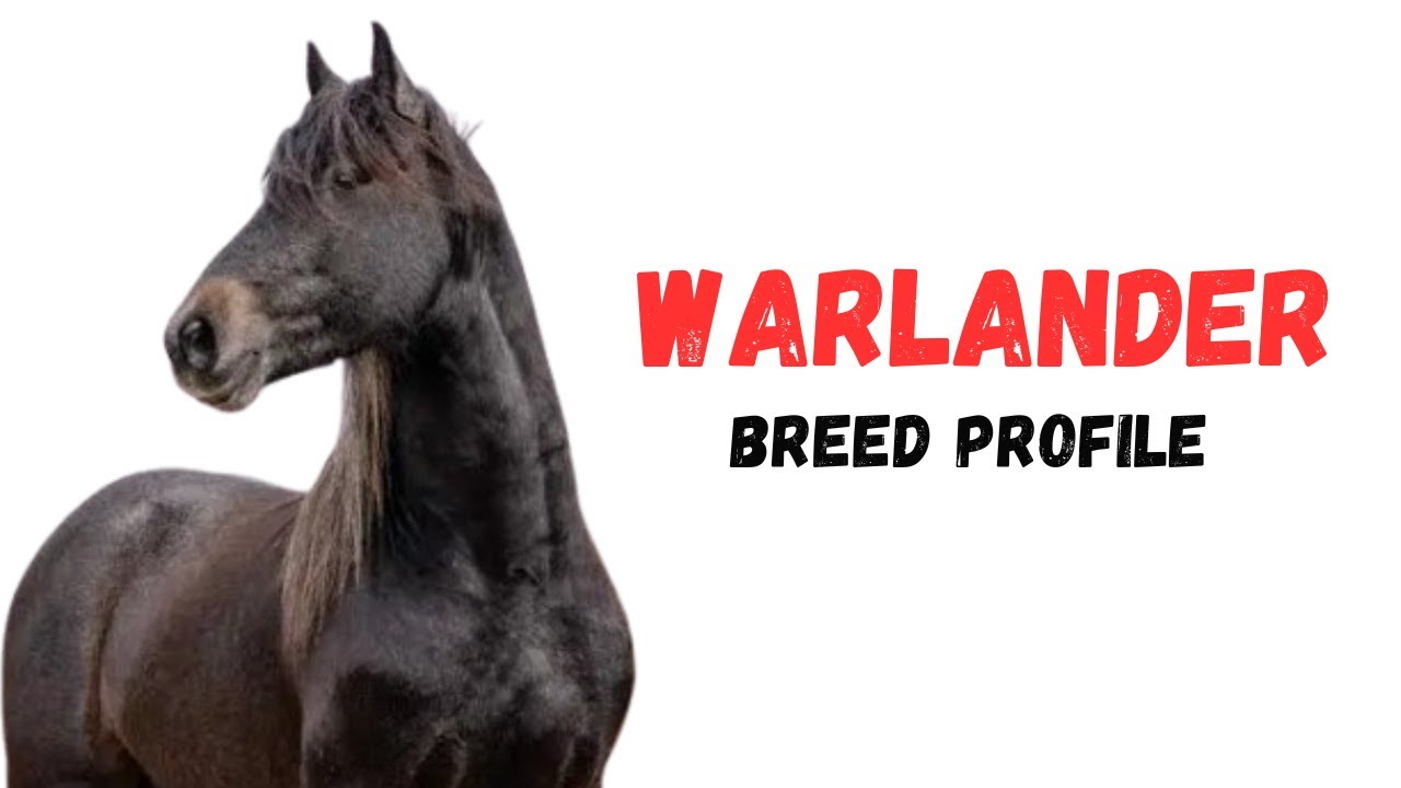 Warlander Horse Breed Profile History - Price - Characteristics ...