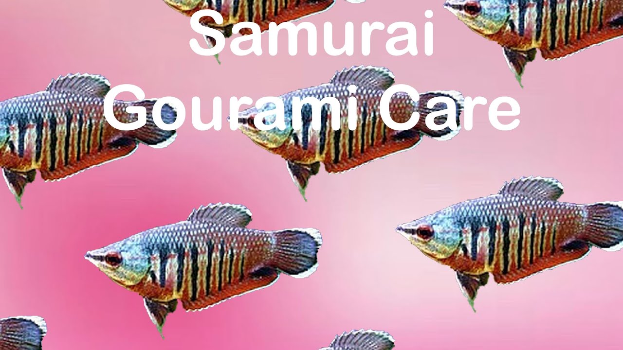 Samurai Gourami