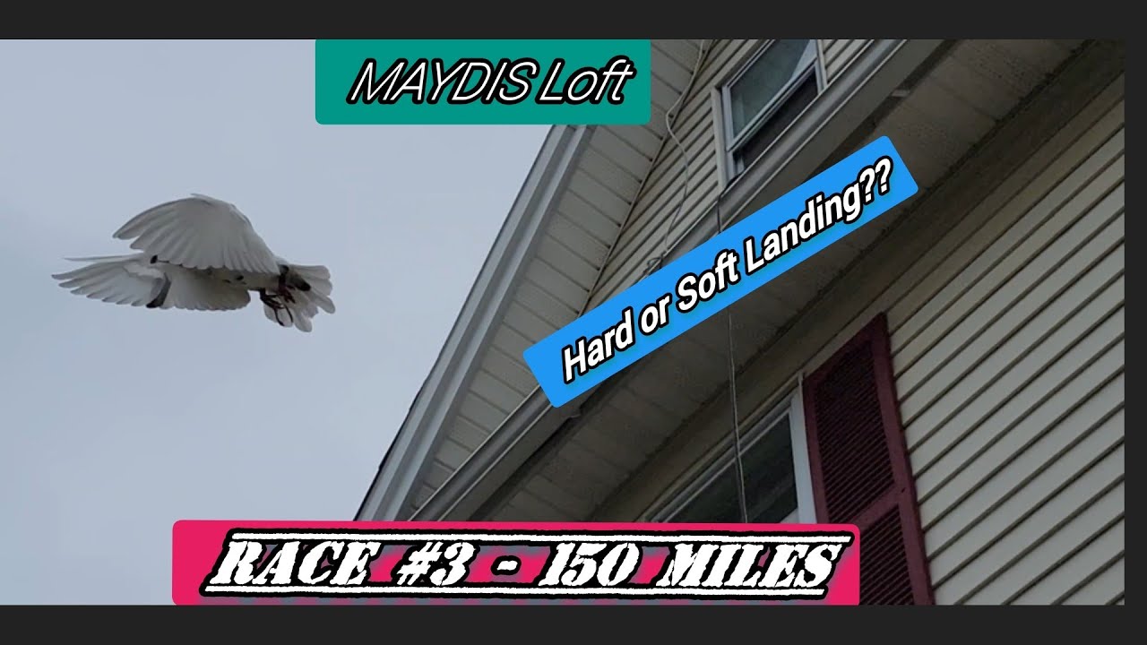 Pigeon Race #3 - 150 Miles, better or worst results??!! - YouTube