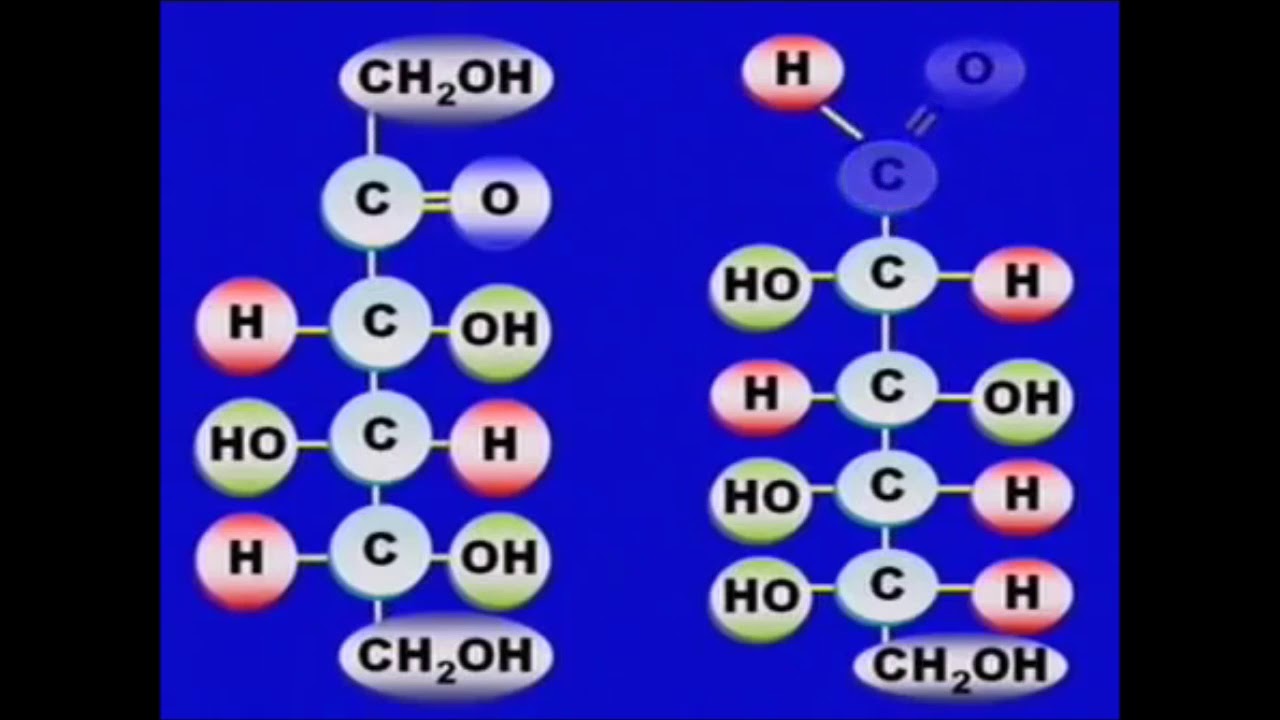 Morfofisiologia Humana I AO2 Componentes Moleculares Precursores de ...