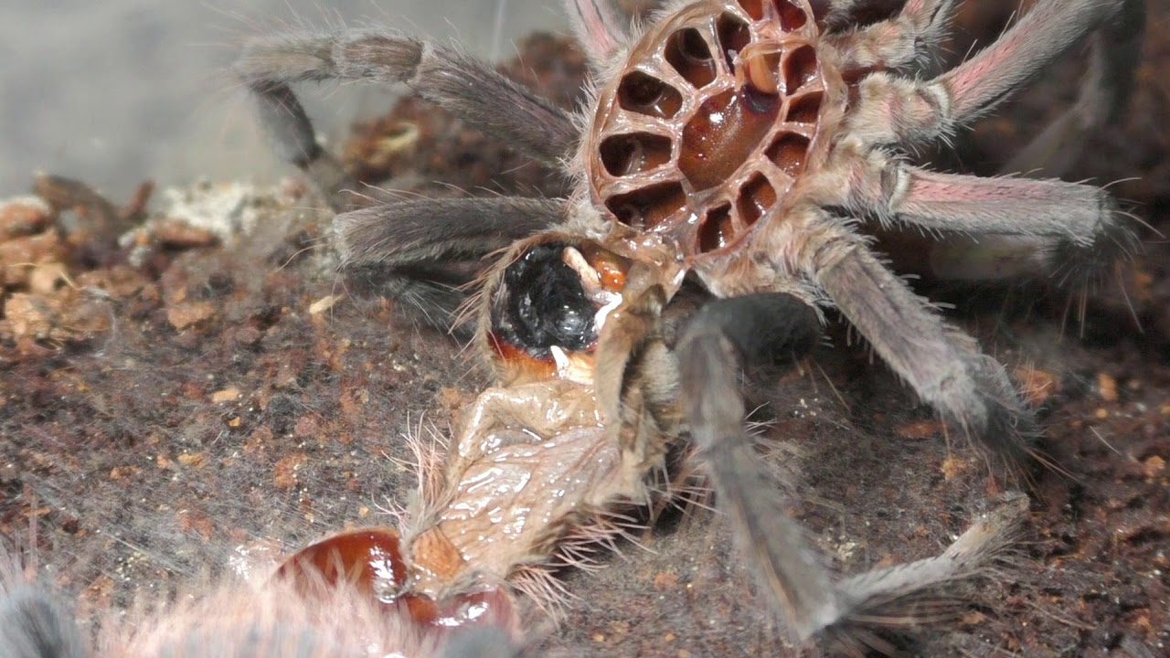 Tarantula Cyst Recovery Molt and Tarantula heartbeat | Xenesthis ...
