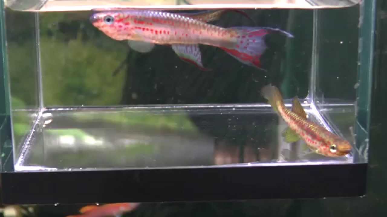 APHYOSEMION CHROMAPYOSEMION RIGGENBACHI FGH 02 98 CELLICUM - YouTube