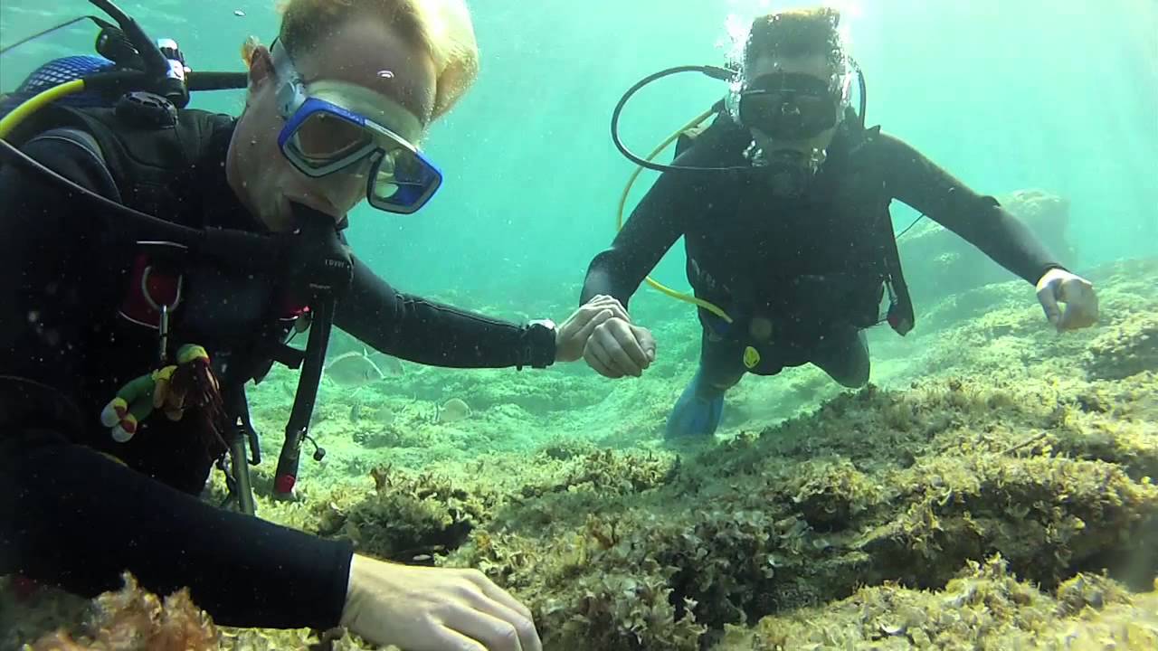 Try-out dive with Albatros Diving - YouTube