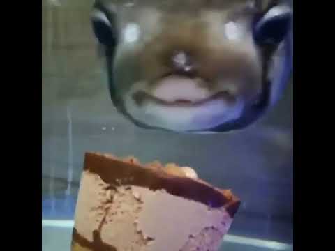 funny fish (comedy) - YouTube