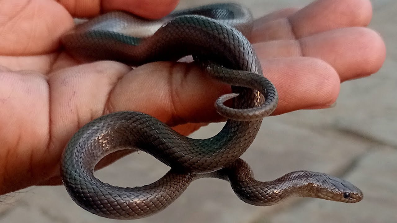 Indian Smooth Snake First time in MP rescue गजरा, भारतीय चिकना सांप # ...