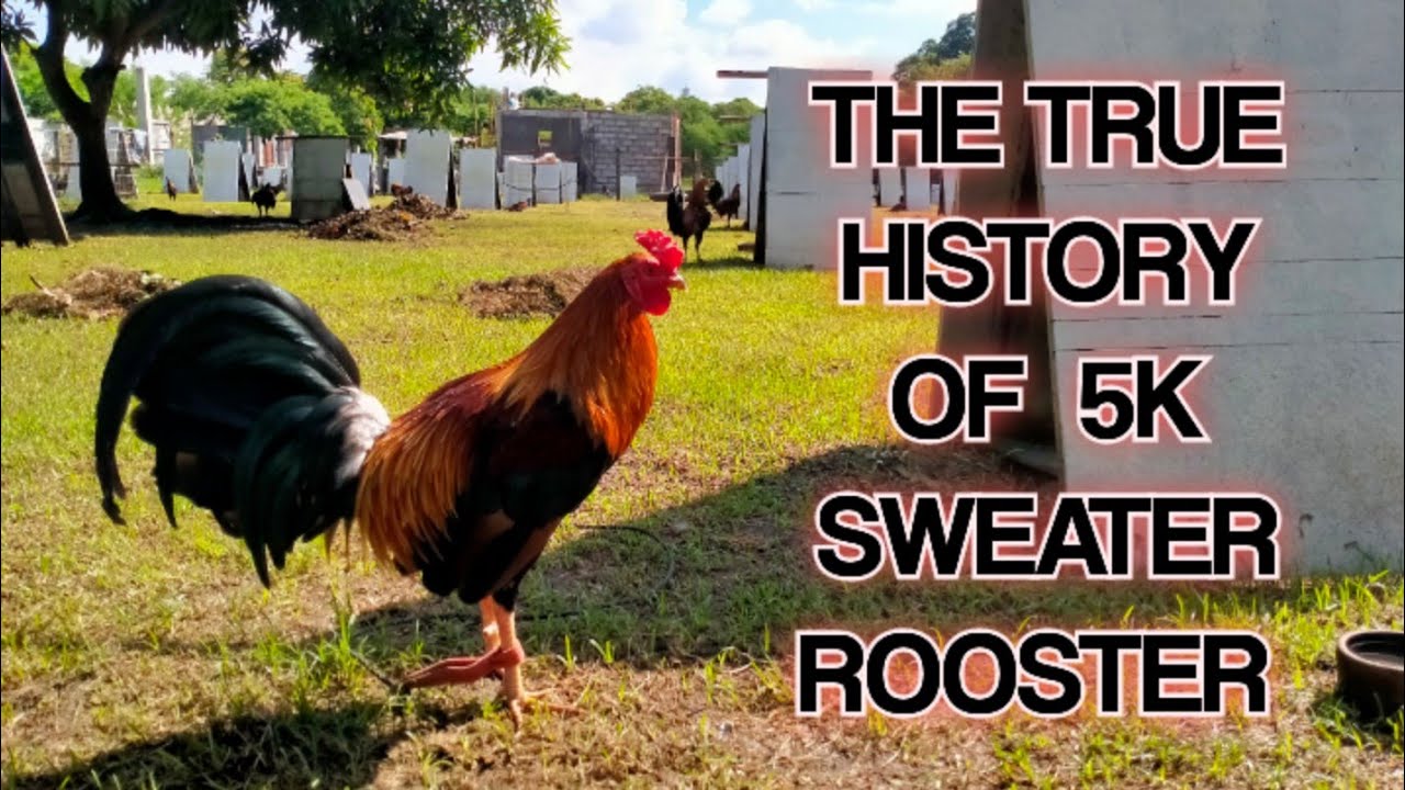 #5KSweaterRooster The True History of 5K SWEATER ROOSTER. - YouTube