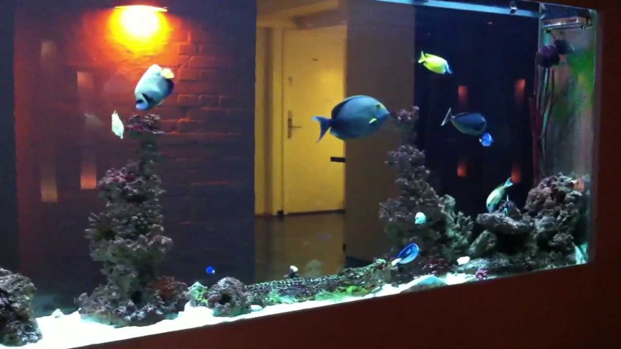 12 Foot Marine Fish Aquarium - YouTube