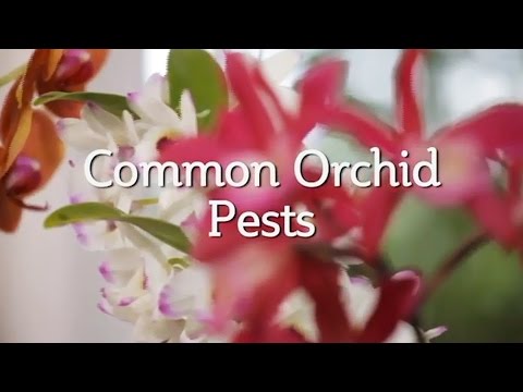 Common Orchid Pests - YouTube