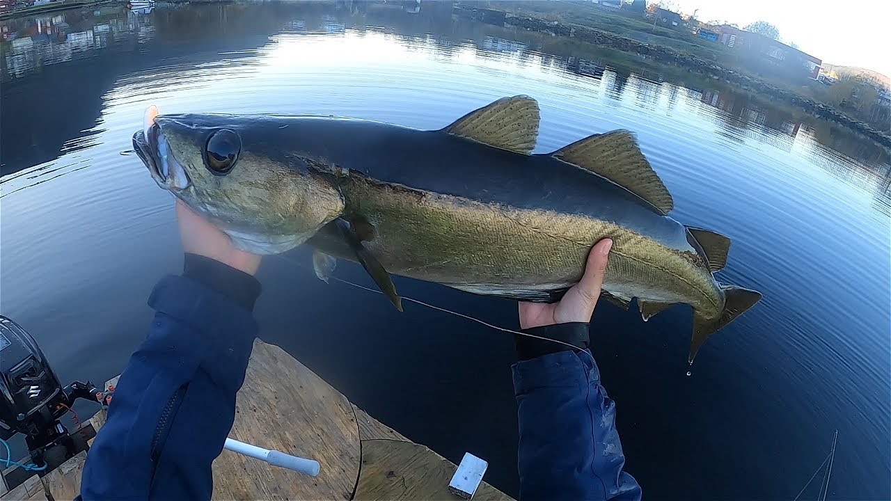 Fishing For HUGE Pollock with SAVAGE GEAR LURE! - YouTube