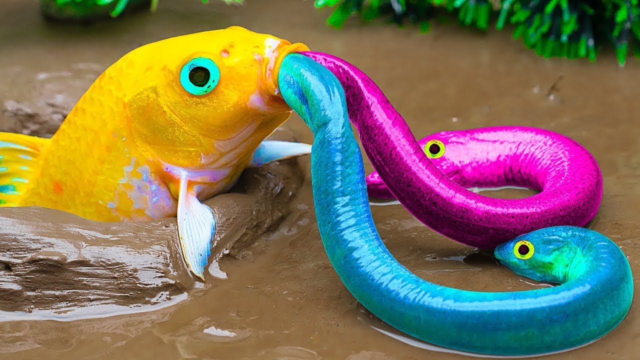 (NEW)💕 FUN VIDEOS OF FISH💕Koi Fish and the War for Territory - Stop ...