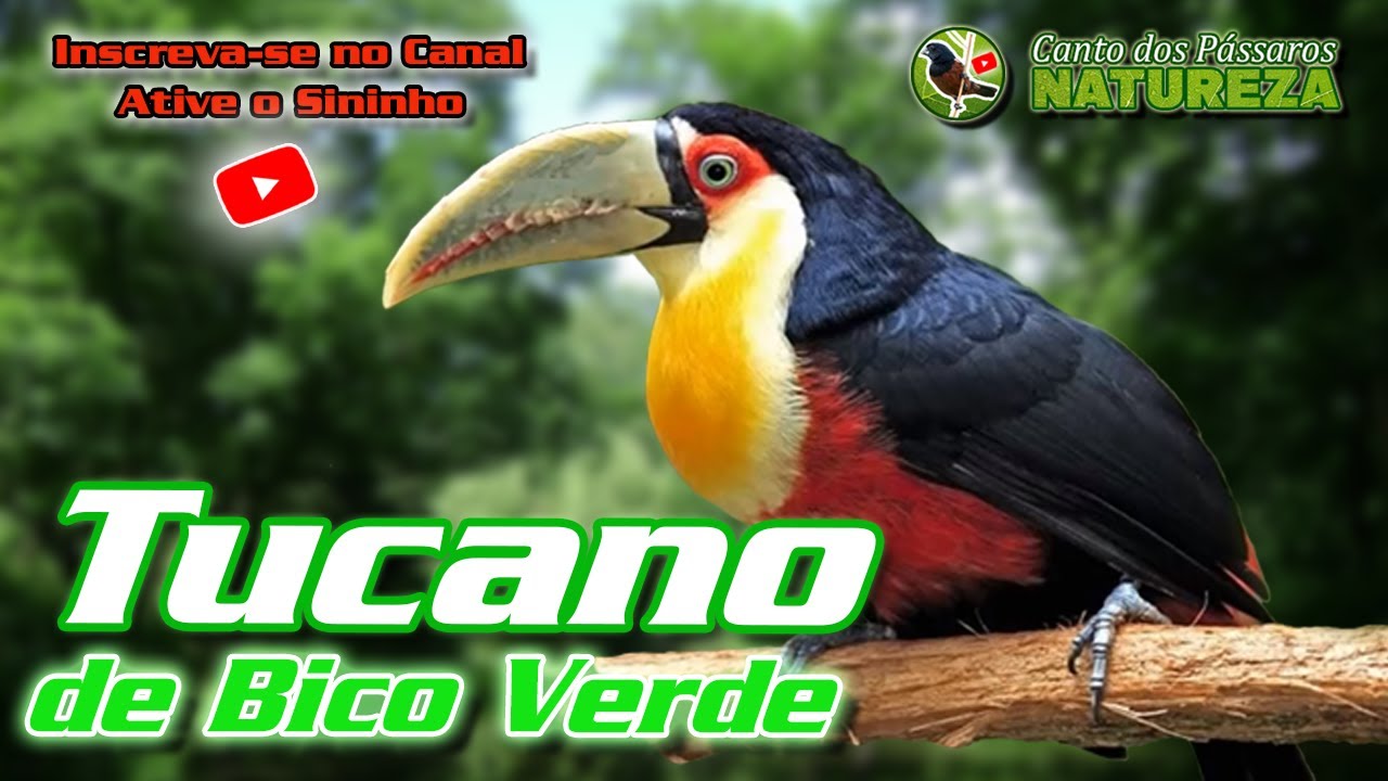 CANTO DO TUCANO DE BICO VERDE - YouTube