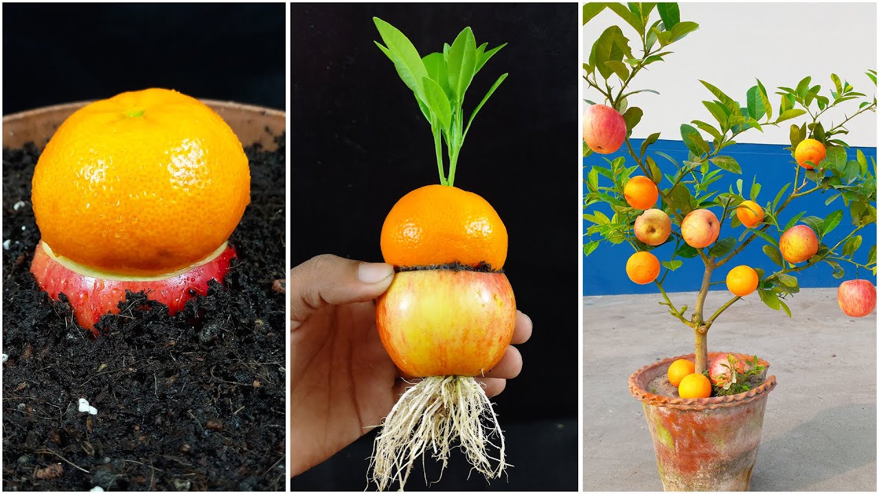 How to grow apple & orange tree at home || Easy gardening method - YouTube
