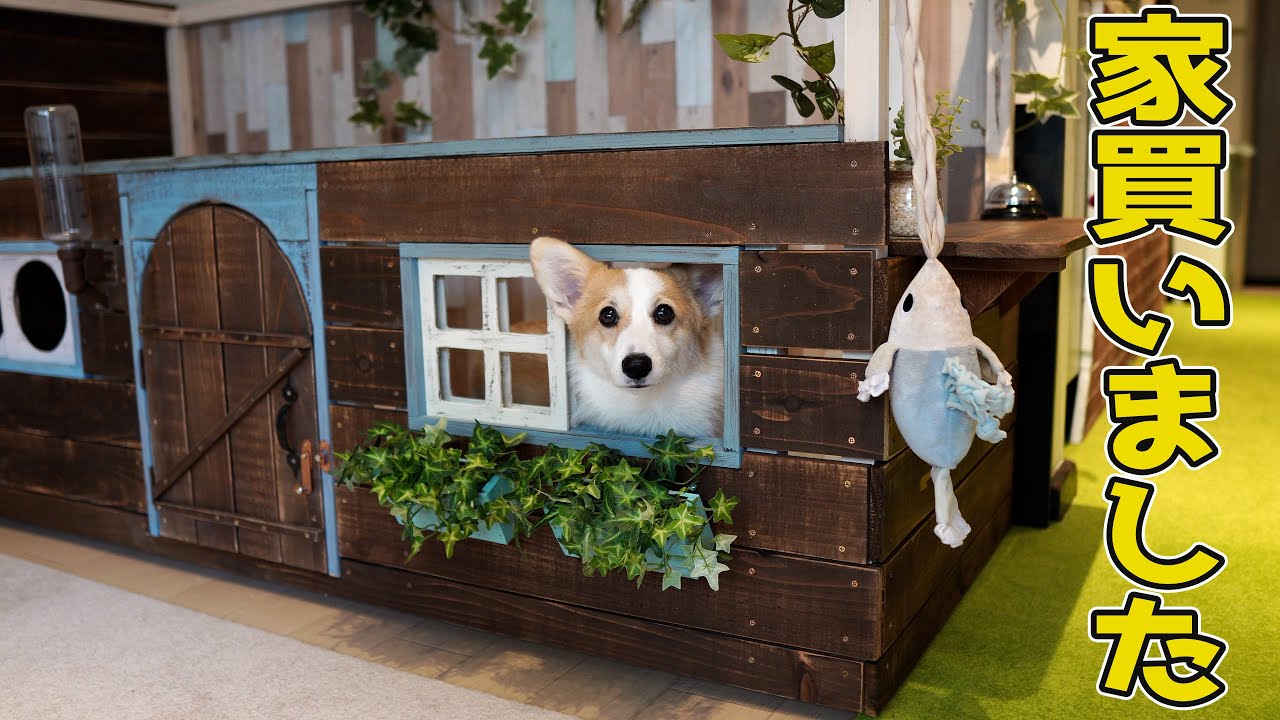 コーギー家を買う！【DIY dog house corgi】 - YouTube