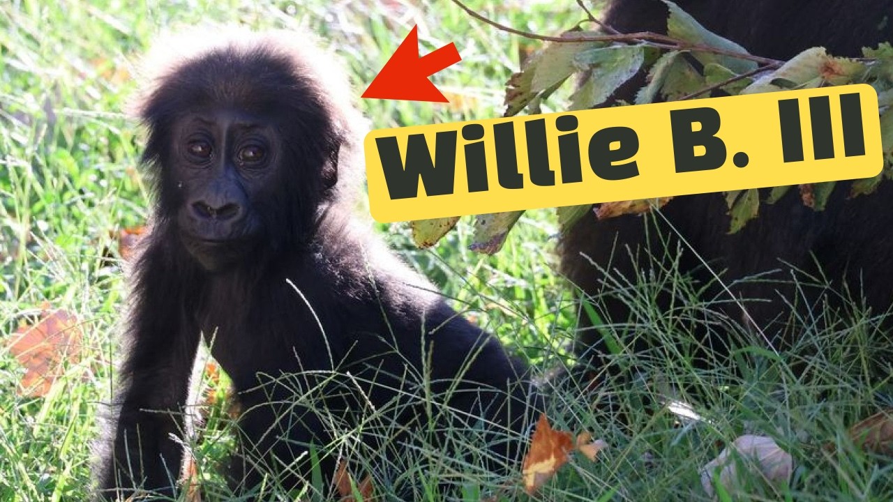 The Incredible Story of Willie B. III, the Gorilla - YouTube