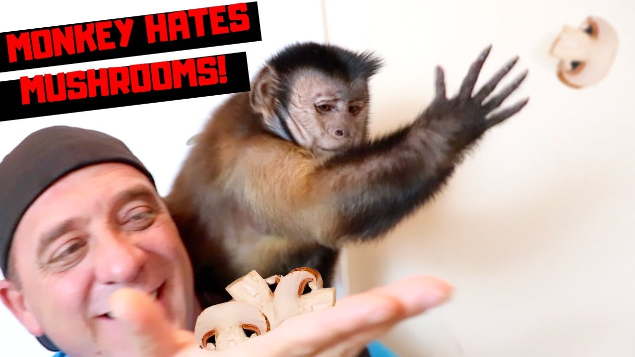 Funny Monkey HATES Mushrooms! (REACTION) - YouTube