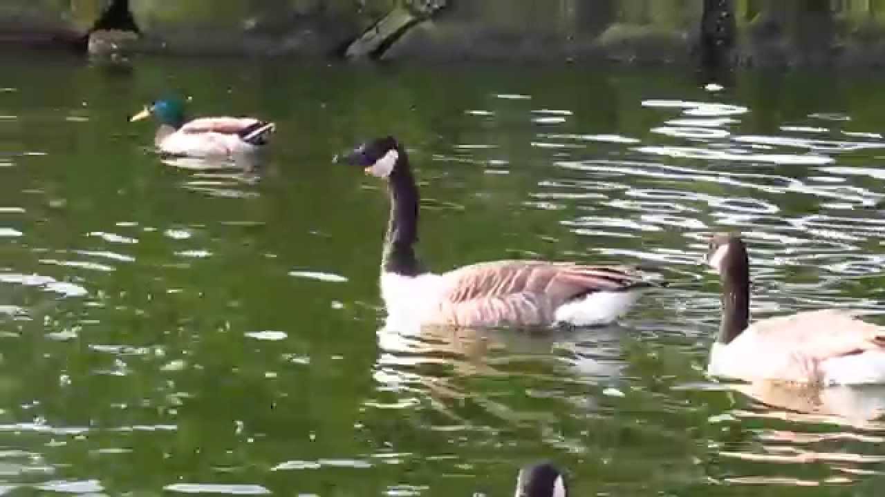 Canada goose head tossing - YouTube