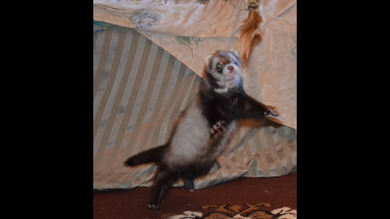Cute, chubby baby ferret playing, chasing toy, jumping in air. funny to ...