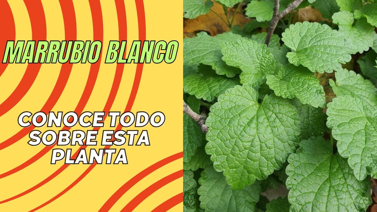 Marrubio Blanco: Propiedades, Beneficios y Usos Medicinales - YouTube