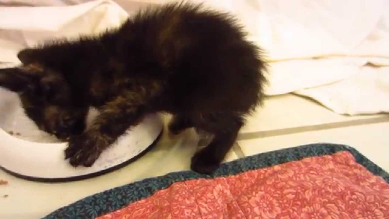 Messy Tortie Foster Kitten Eating Wet Food & Dog Watching Over - 3 ...