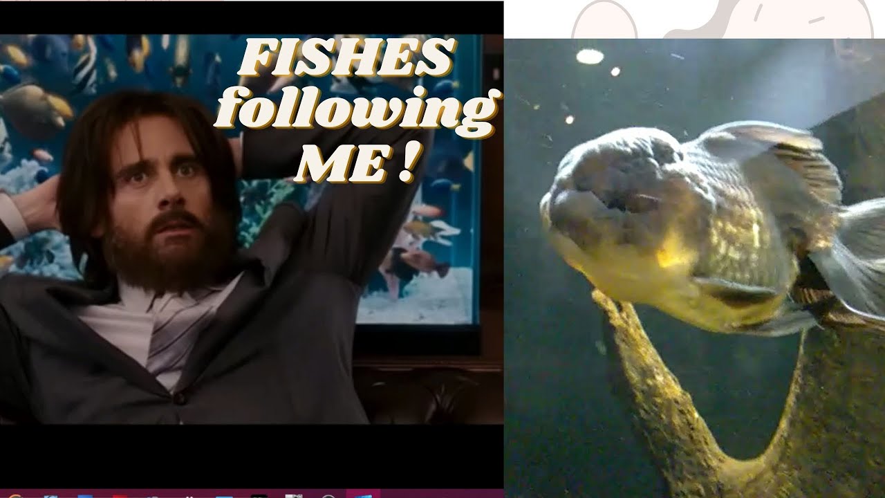 Cutest fish I HAVE EVER SEEN IN MY LIFE ! Thiruvananthapuram | Day out ...