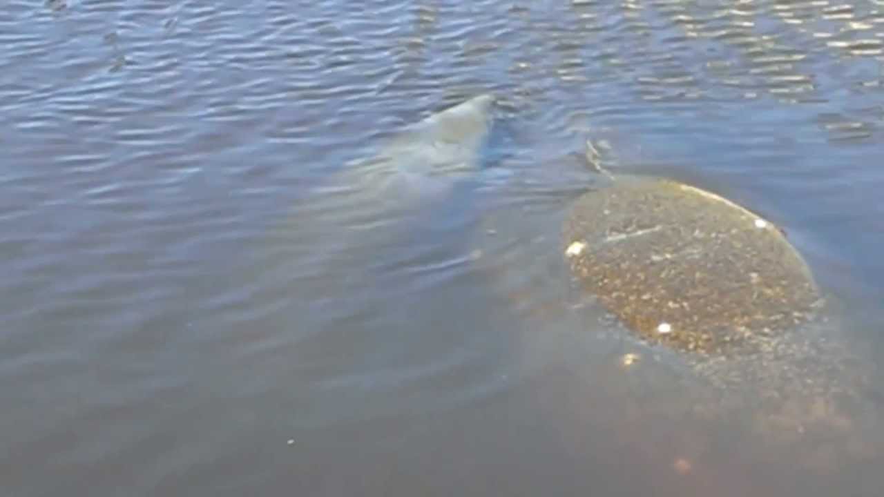 St Augustine Manatee Baby Nursing | Baby Manatee & Mom in St. Augustine ...