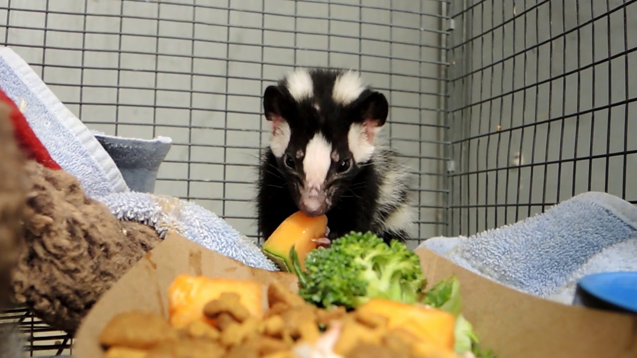 Western Spotted Skunk August 2019 - YouTube